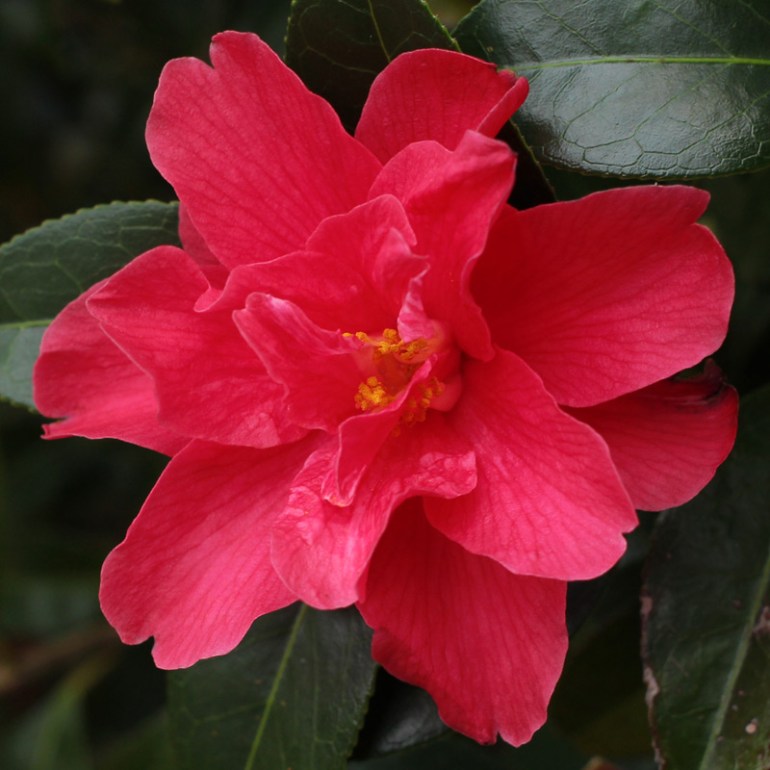 Camellias F – garden ruminations
