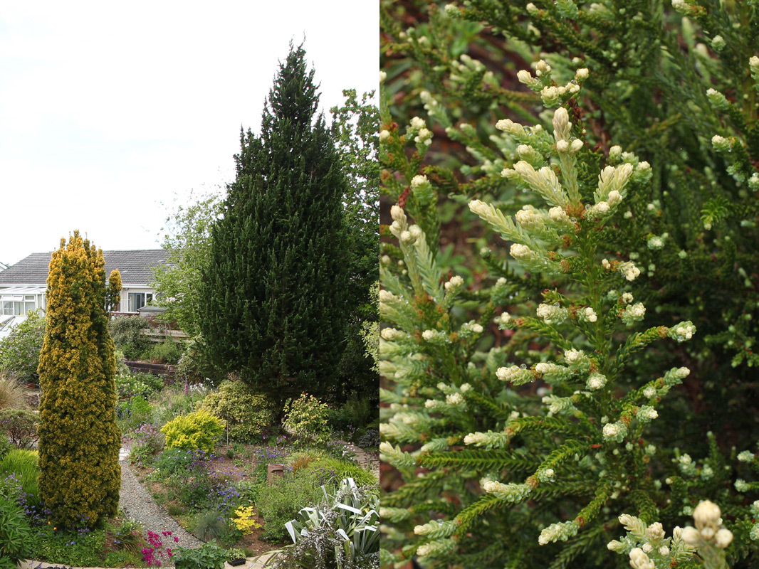 Conifers – garden ruminations