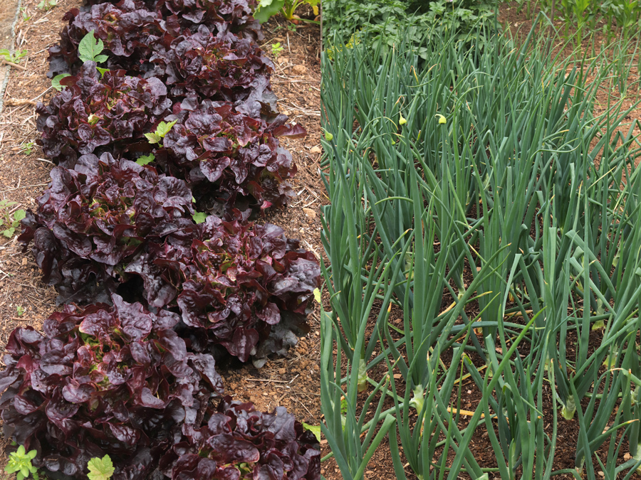 Allotment update 18/6/2018 – garden ruminations