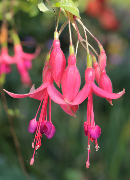 Fuchsias, a few more good words or a good few more words. – garden ...