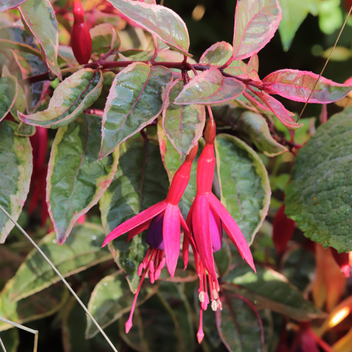 Fuchsias, a few more good words or a good few more words. – garden ...