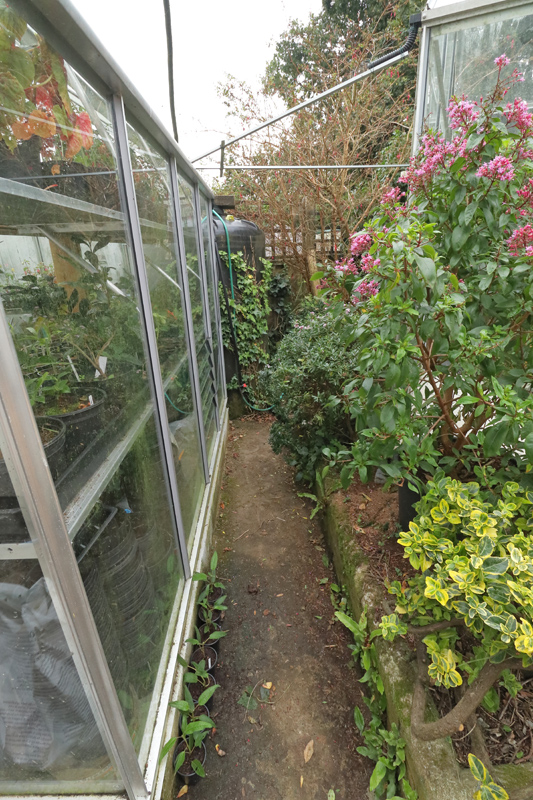 The side passage – garden ruminations