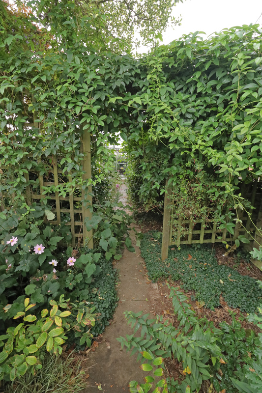 The side passage – garden ruminations