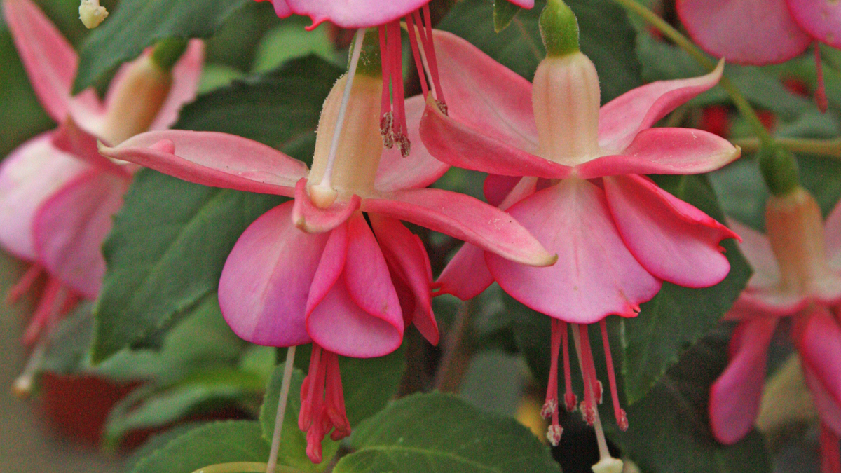 So who was Eric? – garden ruminations