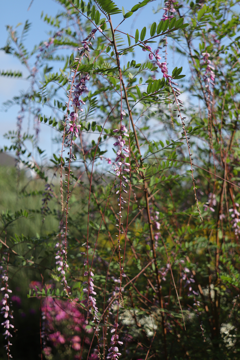 Indigofera pendula – garden ruminations