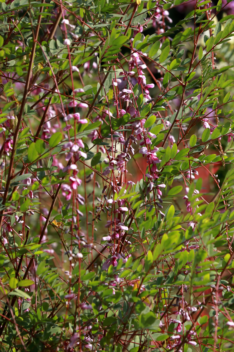 Indigofera pendula – garden ruminations