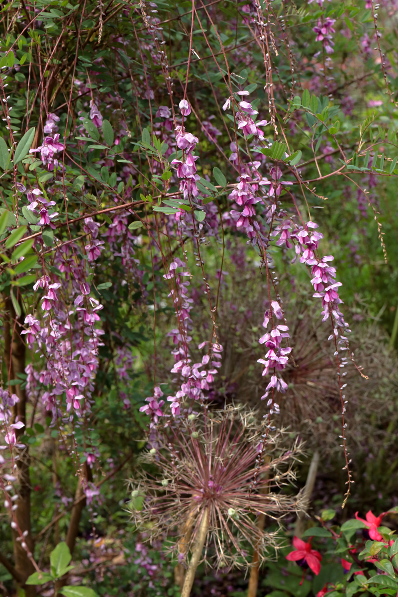 Indigofera pendula – garden ruminations