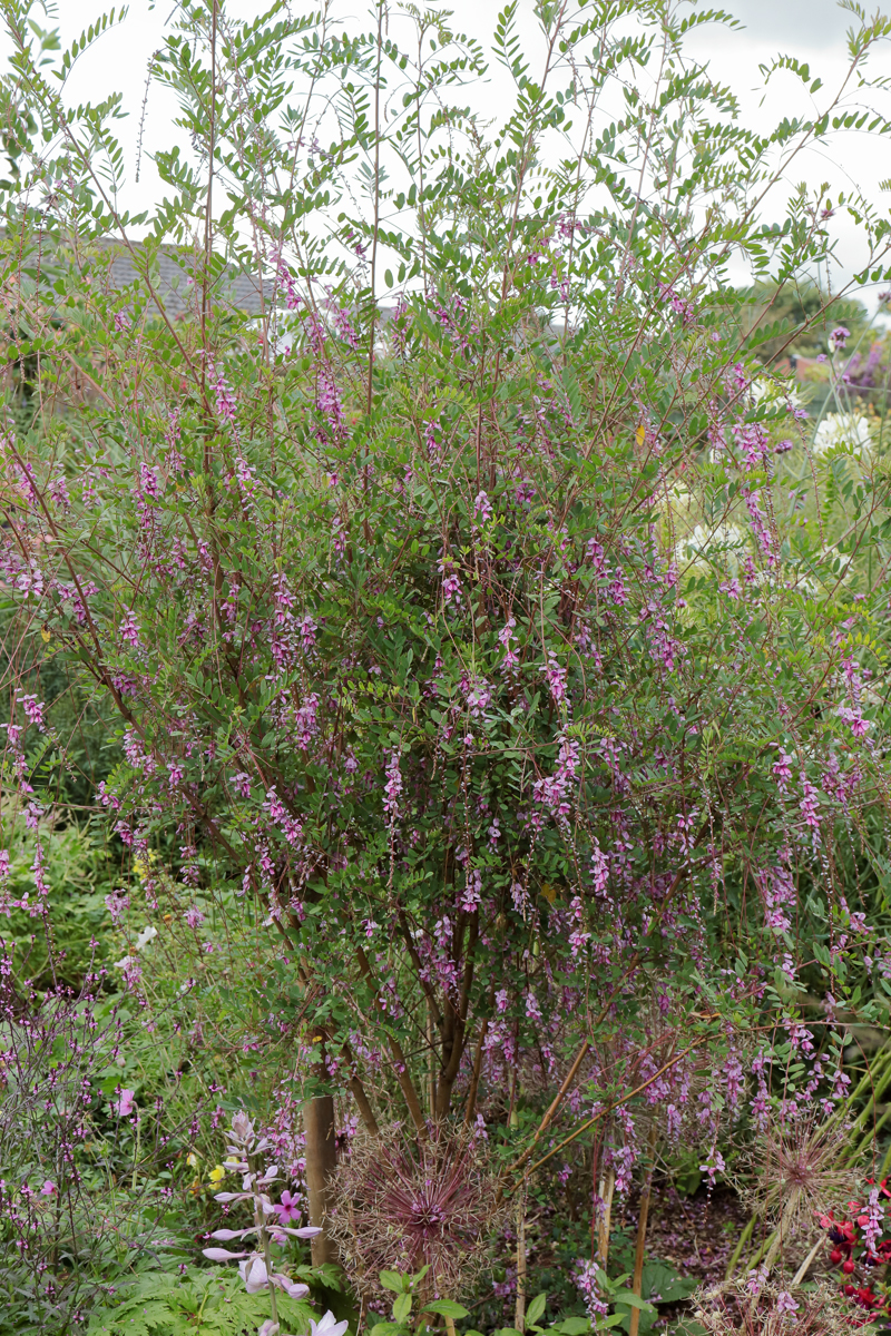 Indigofera pendula – garden ruminations