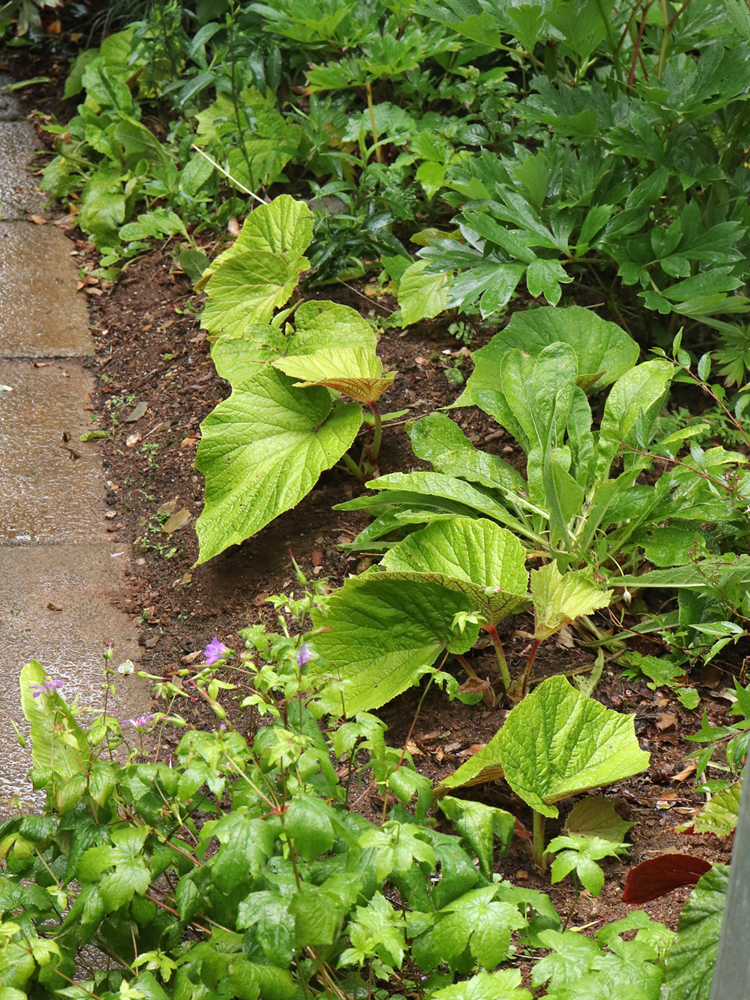 Begonia ‘Torsa’ – garden ruminations