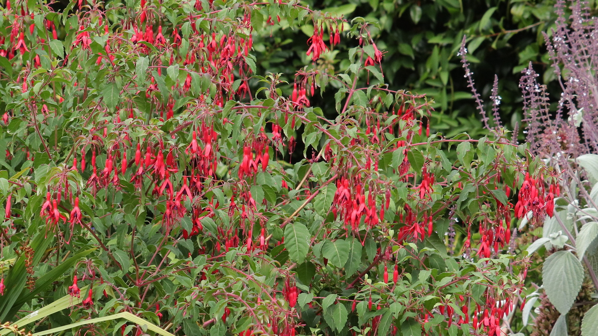 A future for Fuchsias. – garden ruminations
