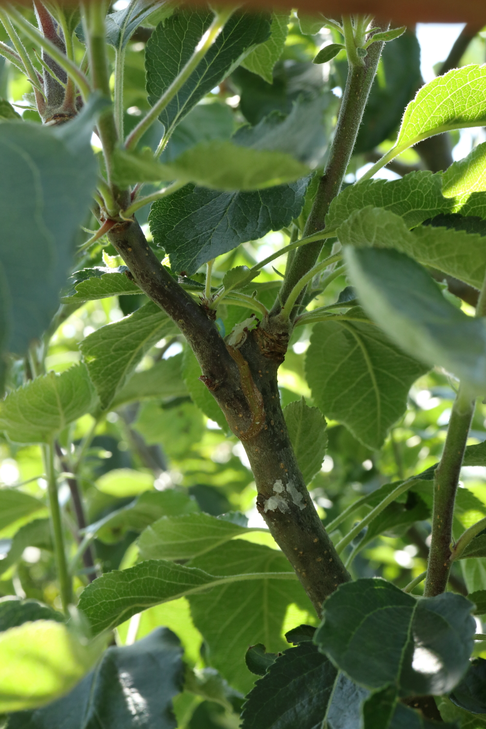 Apple grafting update. – garden ruminations